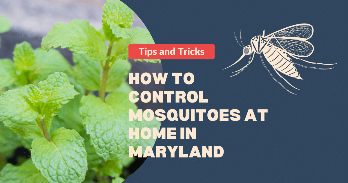 How to Control Mosquitoes at Home